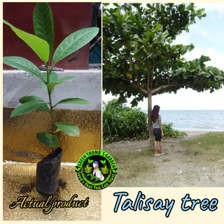 african talisay plants - Best Prices and Online Promos - Oct 2025 ...