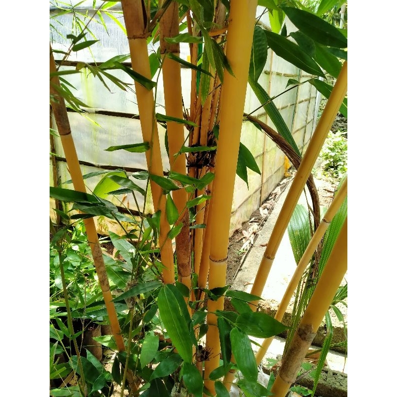 Golden buho/sacred bali 2pcs | Shopee Philippines