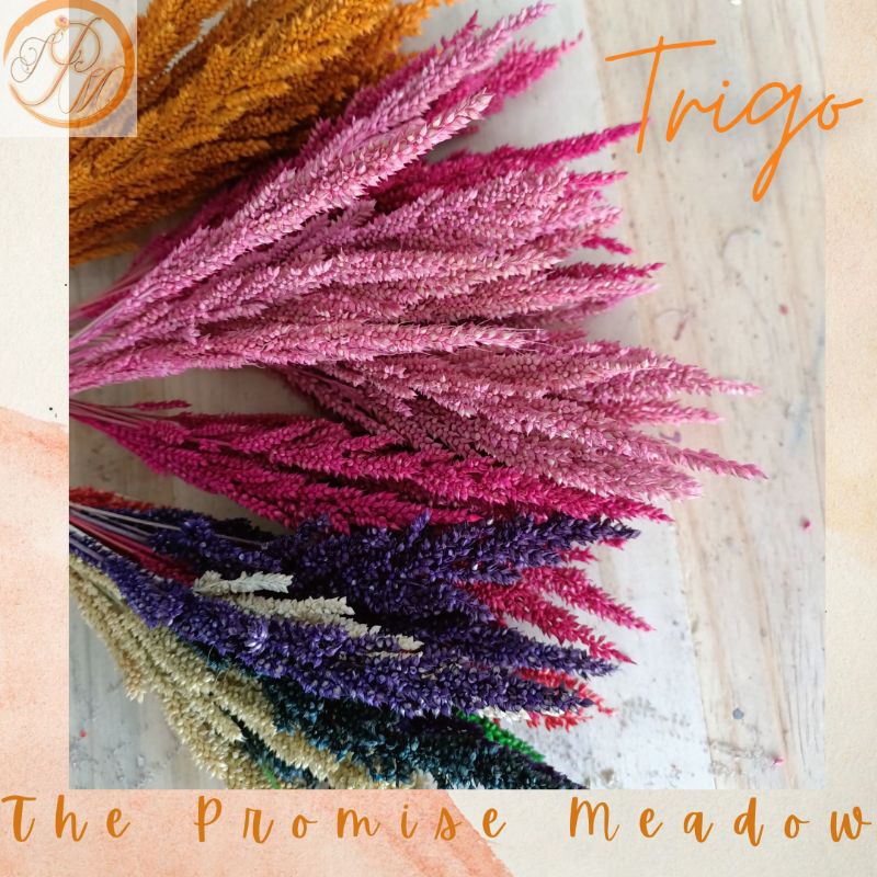 TRIGO/ DRIED FLOWERS/ FILLERS | Shopee Philippines