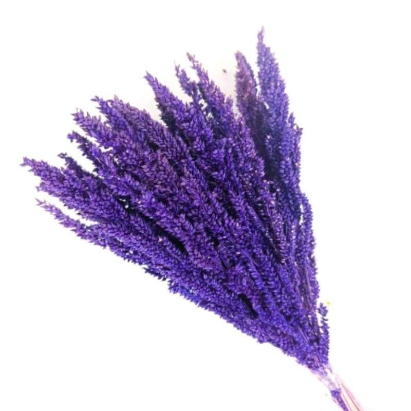 Dried Trigo Flower ( 6stem ) | Shopee Philippines