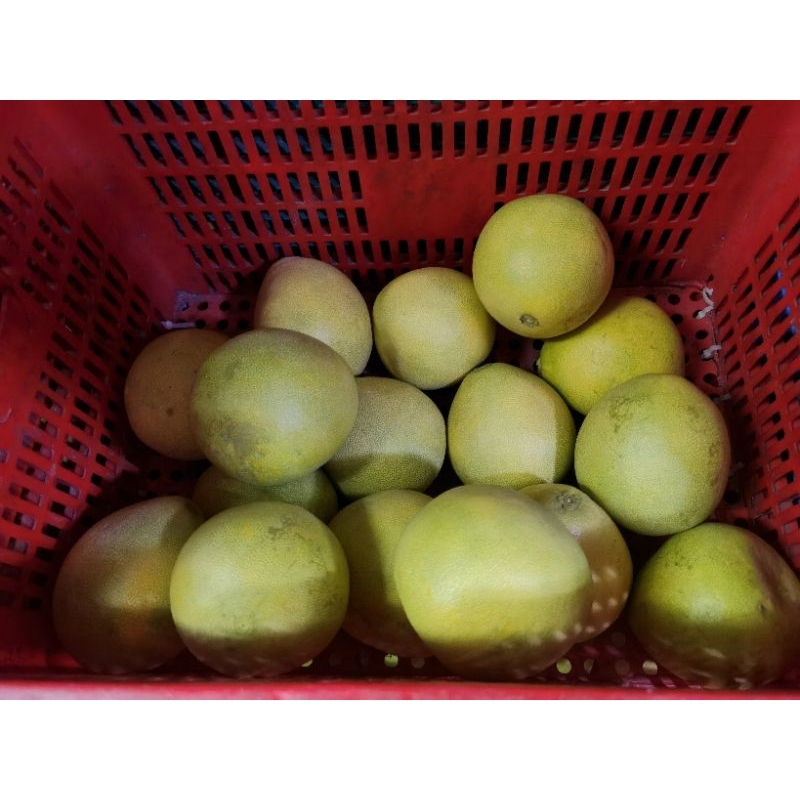 pomelo suha from davao thin skin thick fruit meat | Shopee Philippines