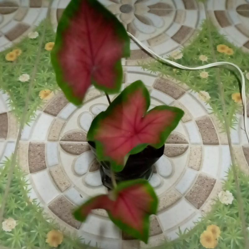 Caladium Fancy Florida Cardinal RARE (in polybag) LUZON ONLY | Shopee ...