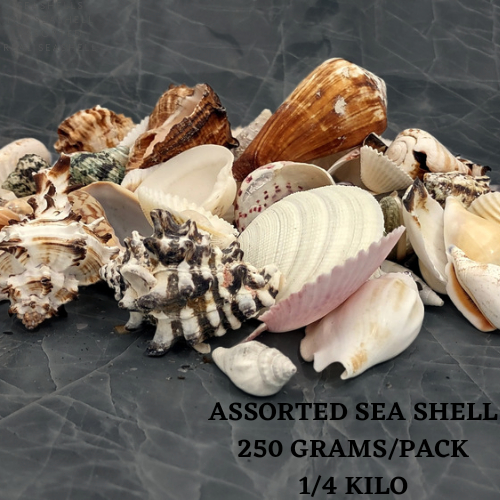 Assorted Seashells 250 grams/pack (Real Seashell) Sea shells for your ...