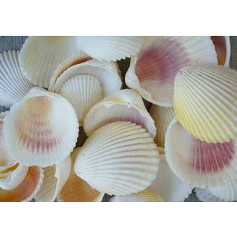 Assorted Seashells 250 grams/pack (Real Seashell) Sea shells for your ...