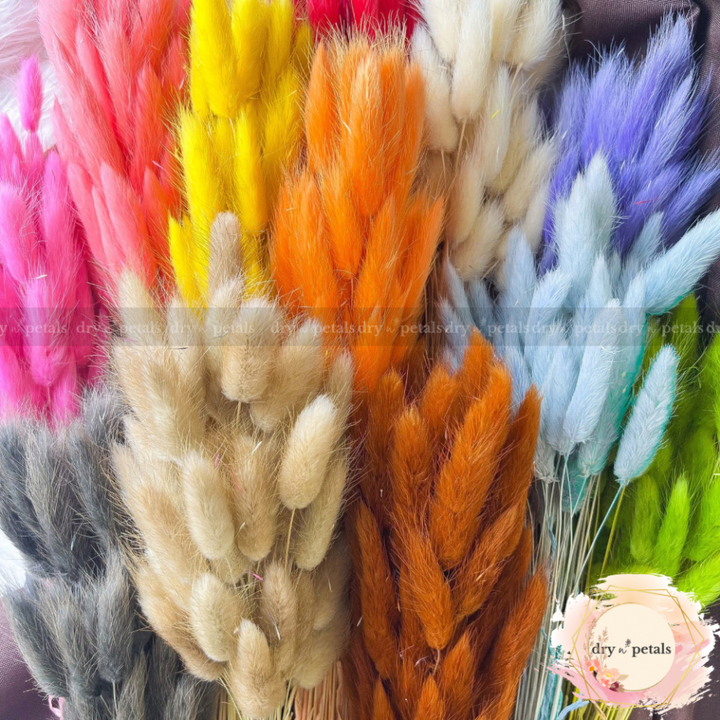 Dried Bunny Tail Flower (5 stems) Natural Dried flower Cake Topper DIY ...