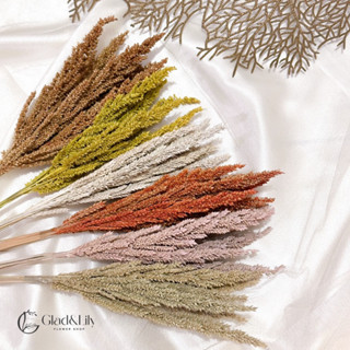Dried Trigo Flowers (mini bundle / 6 stems) or assorted (tricolor ...