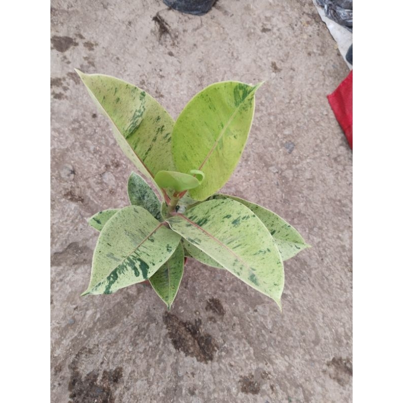 Ficus/Shivereana/Moonshine(rubber/Tree) | Shopee Philippines