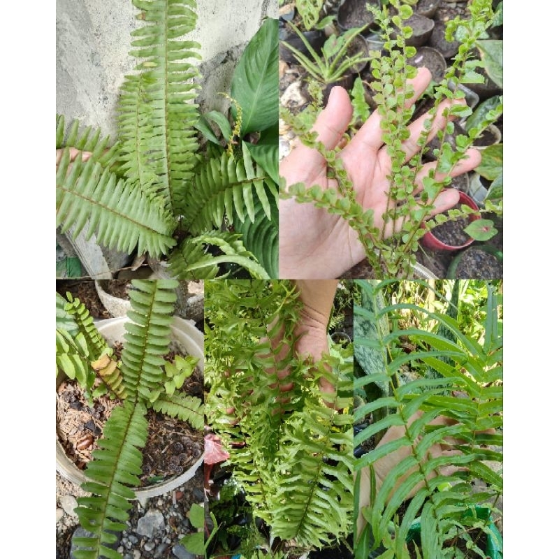 Fern - Live Plant | Shopee Philippines
