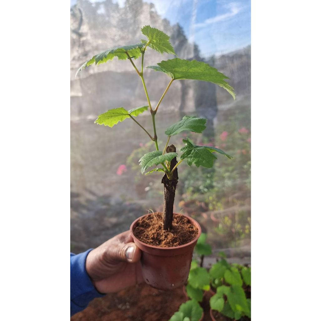 Gardeness Taiwan Variety Rooted Grapes Ubas | Shopee Philippines