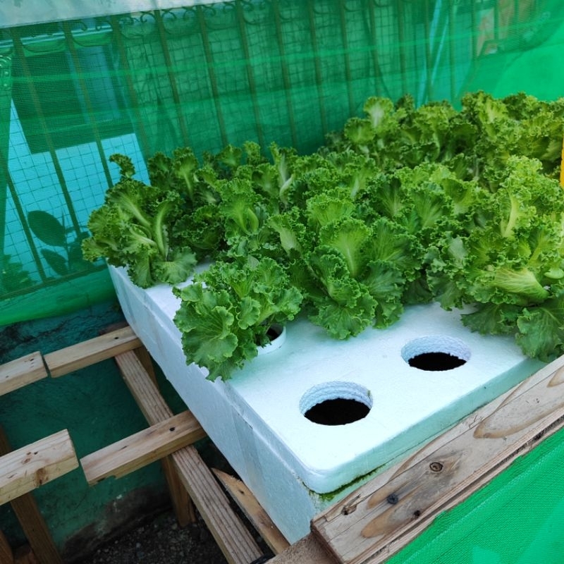 HYDROPONICS COMPLETE KIT 4 FOR STARTERS - Manual/Lettuce Seeds Ready to ...