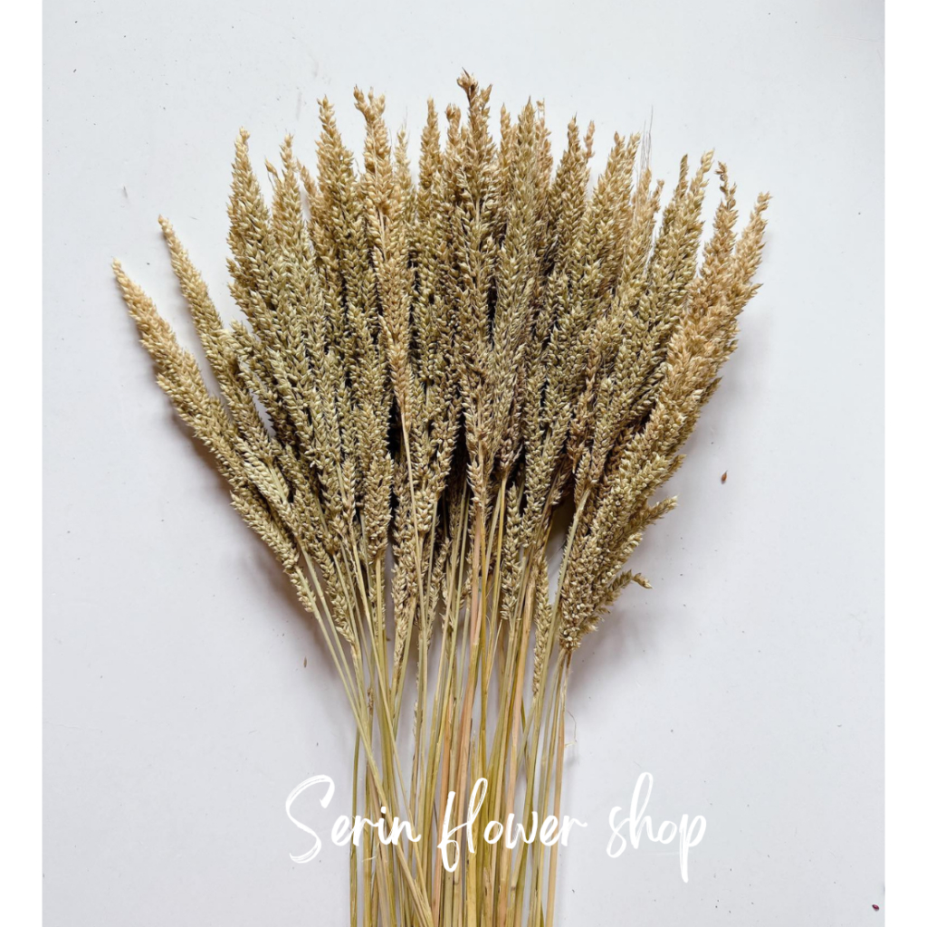Dried Flower Colored Trigo (30 stems bundle) BEST SELLER FLOWER ...