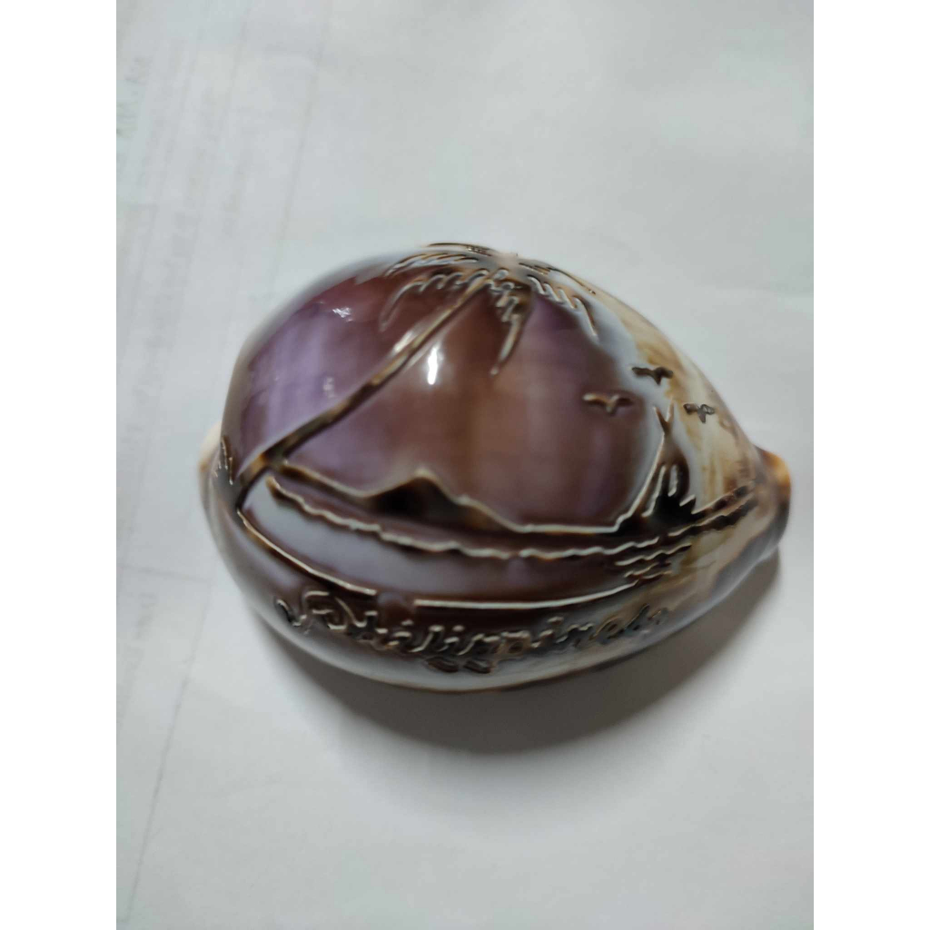 Paper Weight Tiger Cowrie Philippine Souvenir Seashell | Shopee Philippines