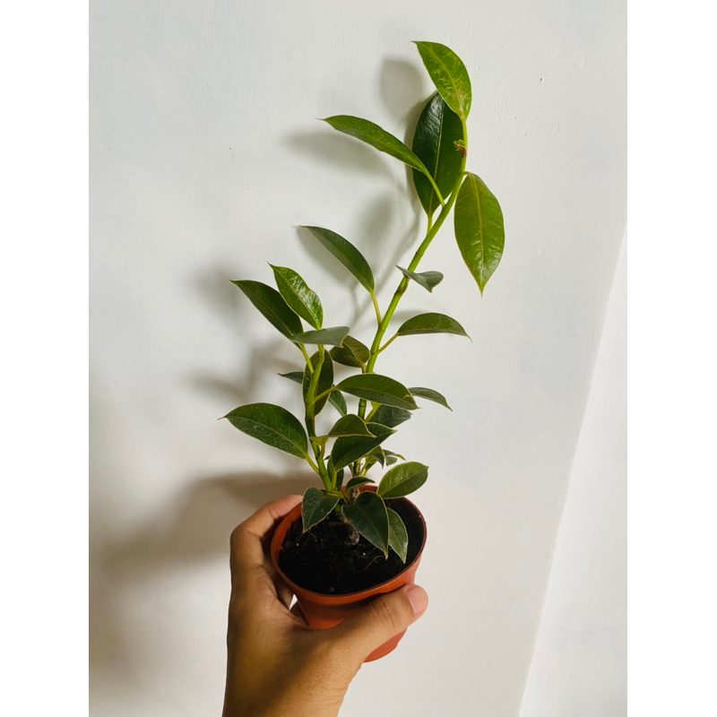Dwarf Ficus Elastica (ESTABLISHED) | Shopee Philippines