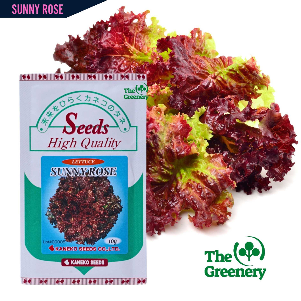 Authentic Kaneko Japan | Sunny Rose Lettuce | 10,000 Seeds | Shopee ...