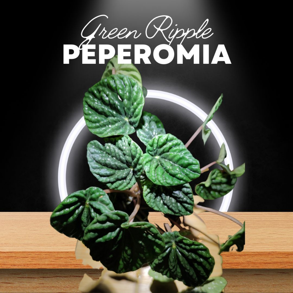Peperomia - Green Ripple, Red Ripple, Parallel, Watermelon etc. [for ...