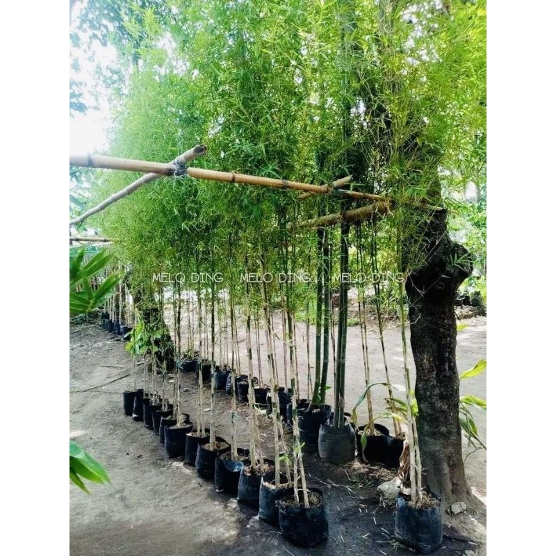 10pcs POLE BAMBOO STUMPS/ TUOD / with Free | Shopee Philippines