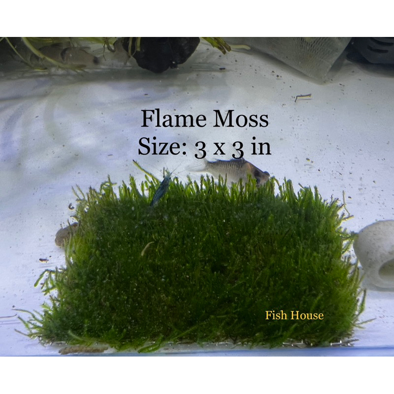 Flame Moss Willow Moss Aquatic Plants | Shopee Philippines