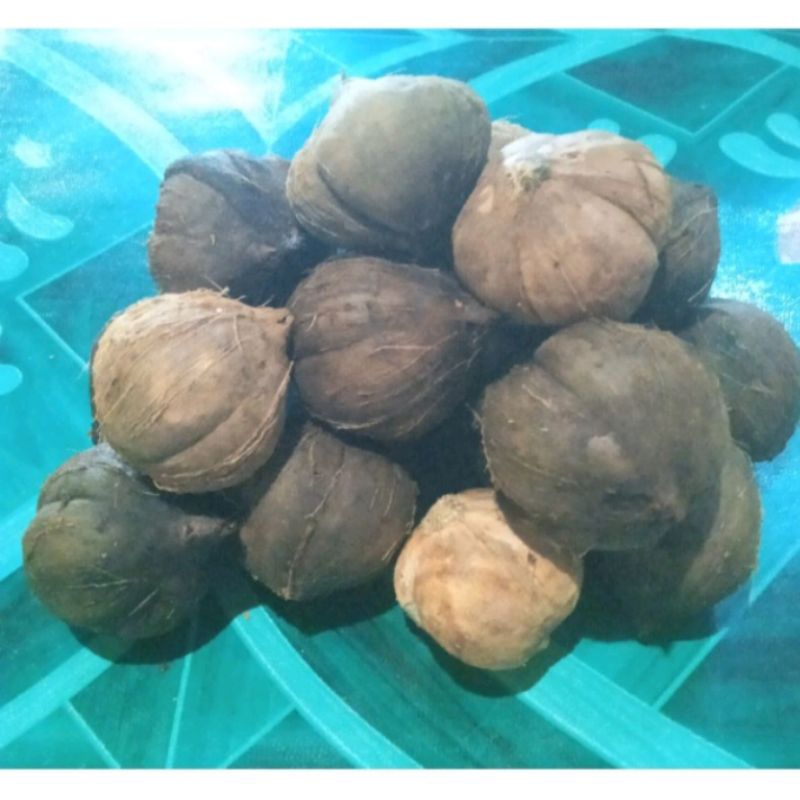 *bitoon seed gamot sa bukol, goiter, cyst (1piece) | Shopee Philippines