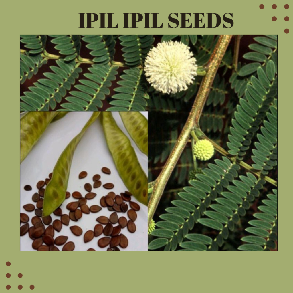 Acid IPIL IPIL Seeds ( 50 pcs ) Leucaena Leucocephala | Shopee Philippines