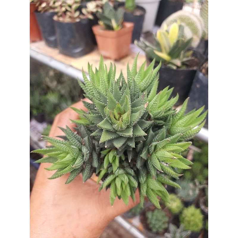 hawothia varieties | Shopee Philippines