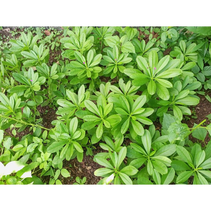 Talinum/Fameflowers/Waterleaf Plant | Shopee Philippines