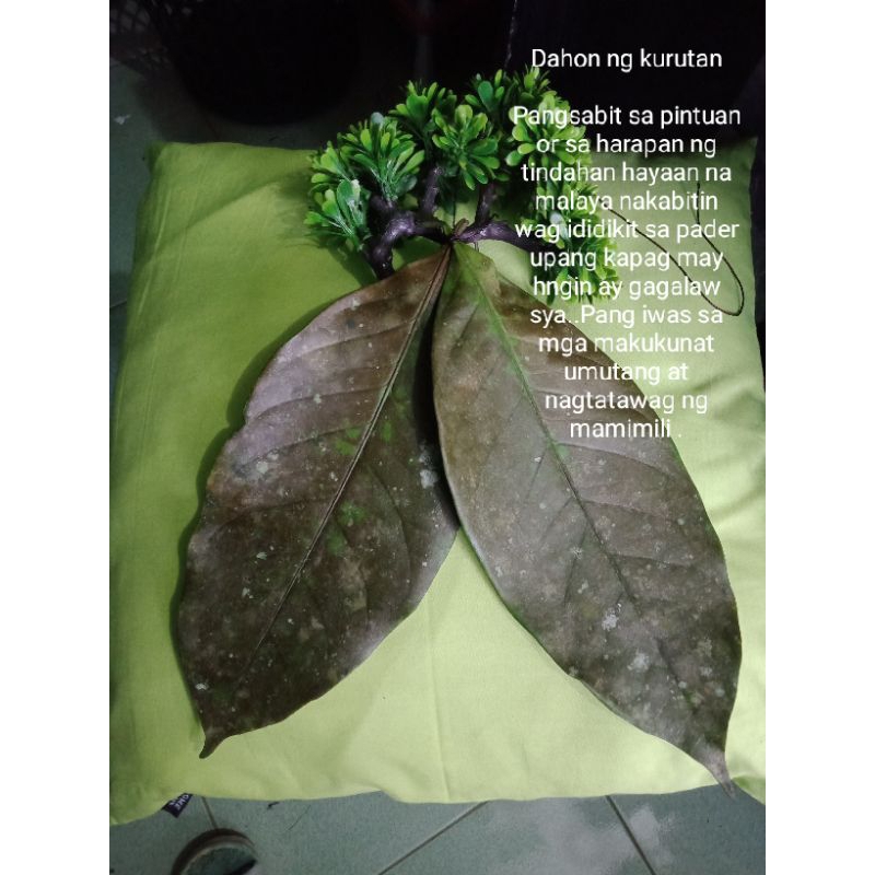 Dahon ng kurutan malapad 2 pirasong dahon blessed | Shopee Philippines