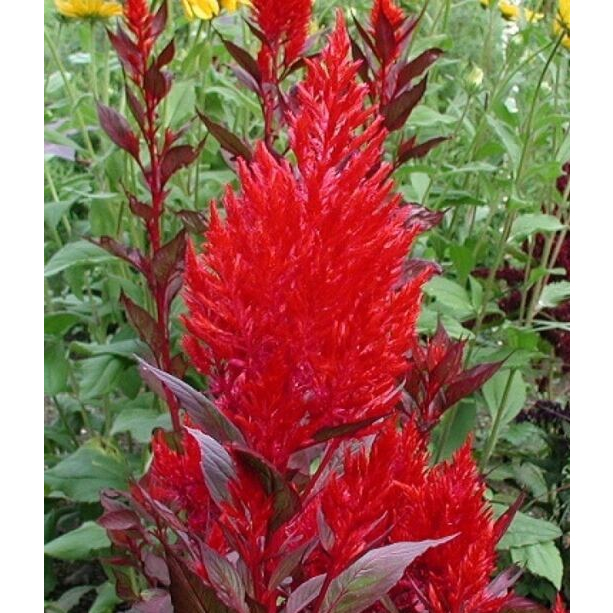 Celosia Plumosa Seeds - Forest Fire Tall - Golden Plume | Shopee ...
