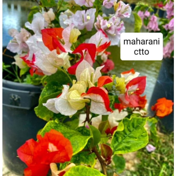Rare!!! Rooted Bougainvillea Maharani | Shopee Philippines
