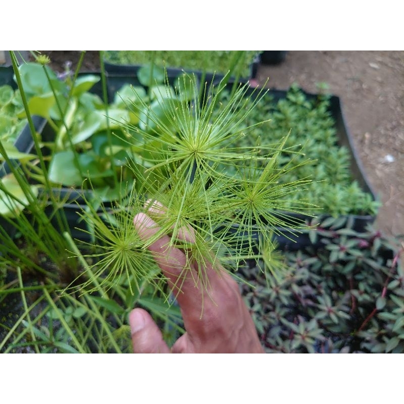 Dwarf Papyrus lowtech (5pcs+) | Shopee Philippines