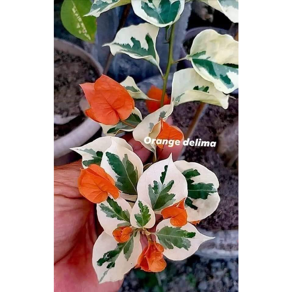 Rare Rooted Bougainvillea Delima Shopee Philippines