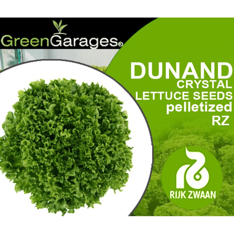 DUNAND LETTUCE RZ 100 seeds | Shopee Philippines