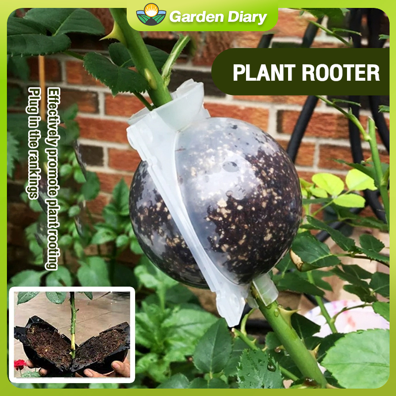 Plant high-pressure propagation box cuttings grafted rooting box tree ...