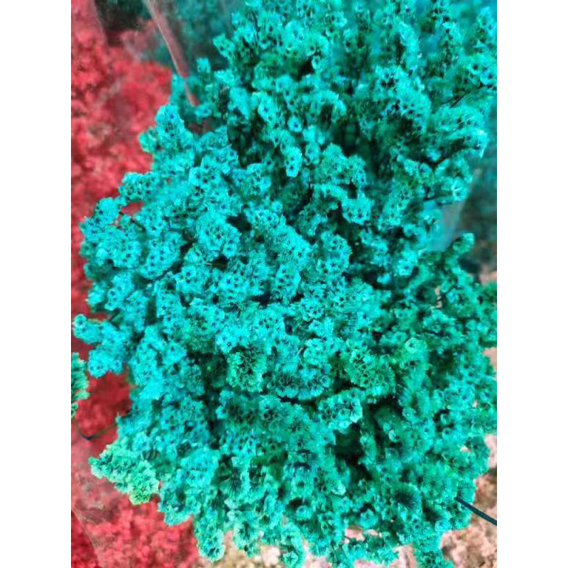 Caspia Misty White Dried flower per Bundle | Shopee Philippines