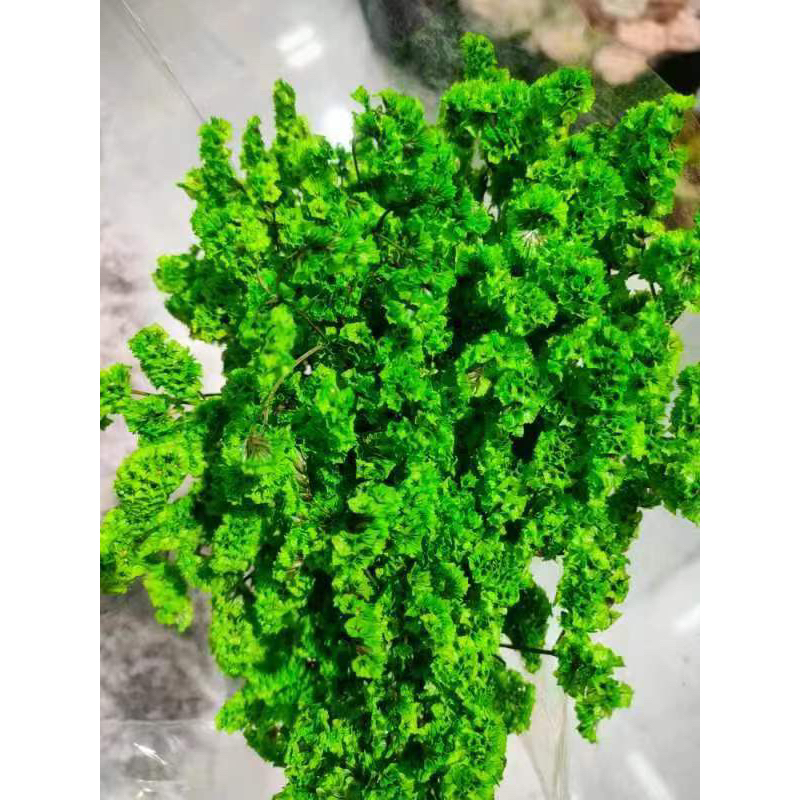 Caspia Misty White Dried flower per Bundle | Shopee Philippines