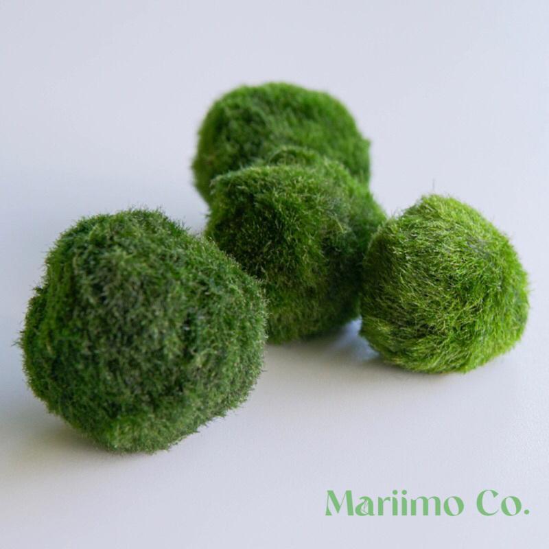 Marimo Moss Ball (Buy 5, Get 1 Free!) (3-4cm) Beginner Live Aquarium ...