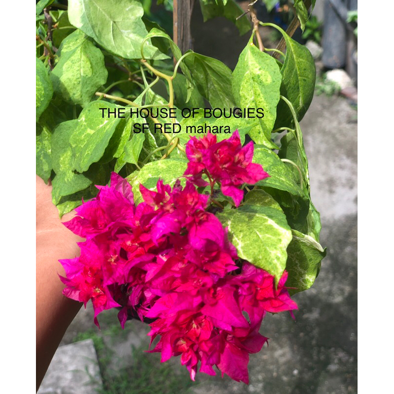 THE HOUSE OF BOUGIES ROOTED BOUGAINVILLAE JINDA RED MAHARA, SF RED ...