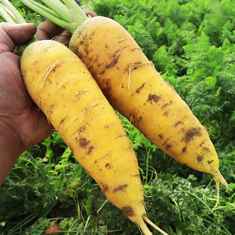 LOBERESHER YELLOW Rare Carrot Seeds Vegetable Seeds | Shopee Philippines