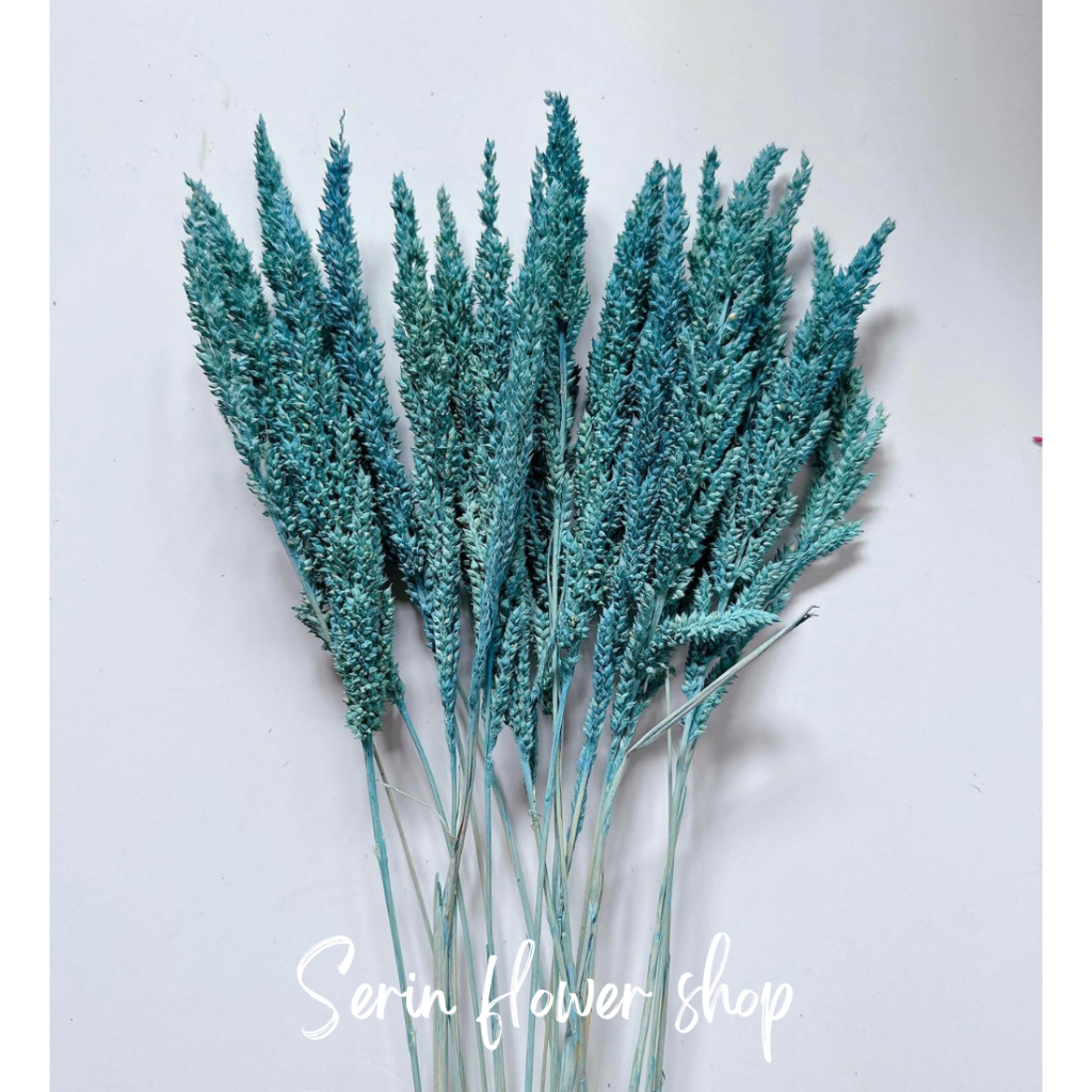 Dried Flower Colored Trigo (30 stems bundle) BEST SELLER FLOWER ...