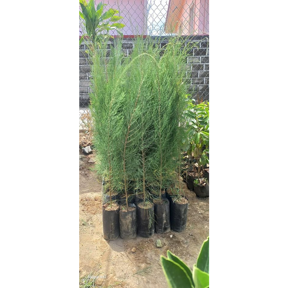 agoho fine tree in agribag | Shopee Philippines