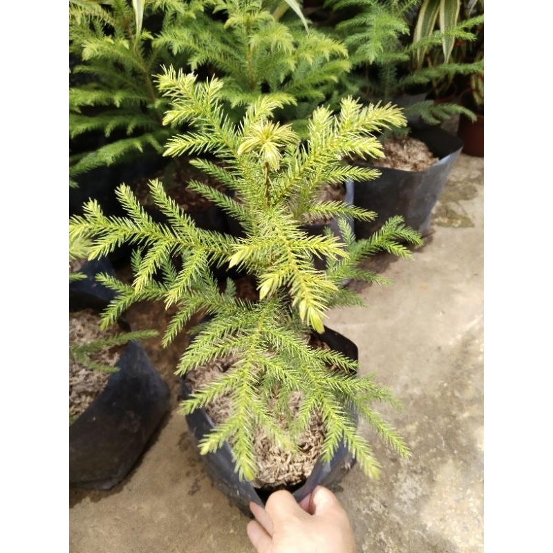 Araucaria Tree (norfolk) | Shopee Philippines
