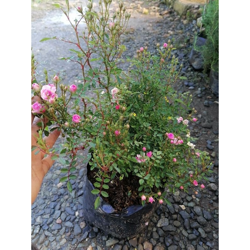 Carpet Rose(big pot) | Shopee Philippines