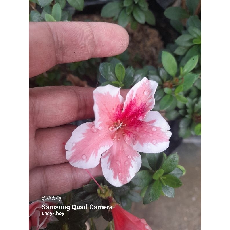 azalea varities(luzon area only) | Shopee Philippines