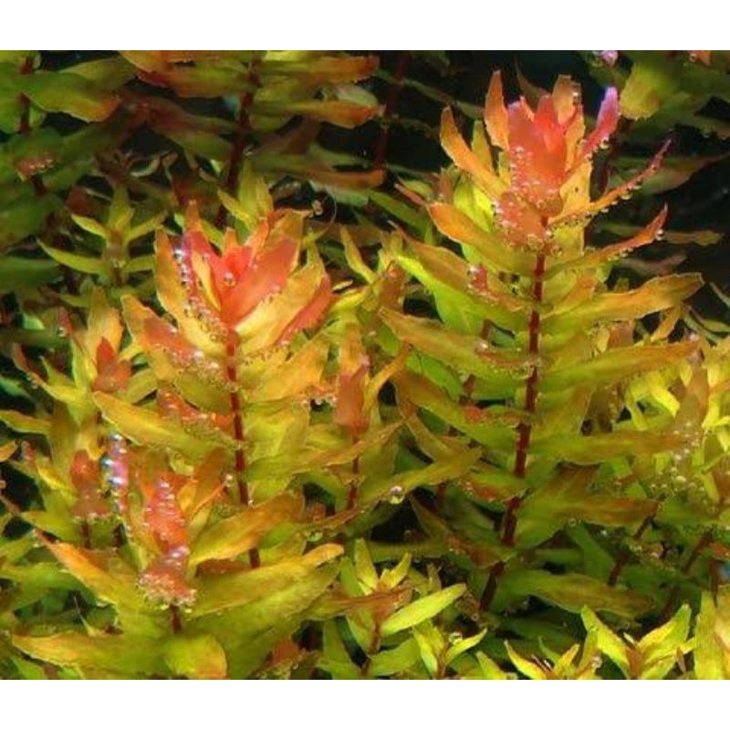 ROTALA GROUP2: RAMOSOIR,INDICA BONSAI,COLORATA,MACANDRA MINI, MAGENTA ...