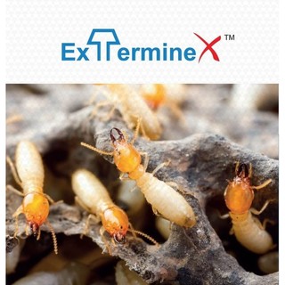 Exterminex Termite Bait Box & Powder Chlorfluazuron Insecticide for ...