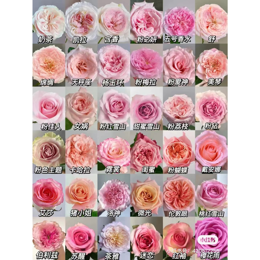 Pink Rose Collection Edition Climbing Shrubs | Shopee Philippines