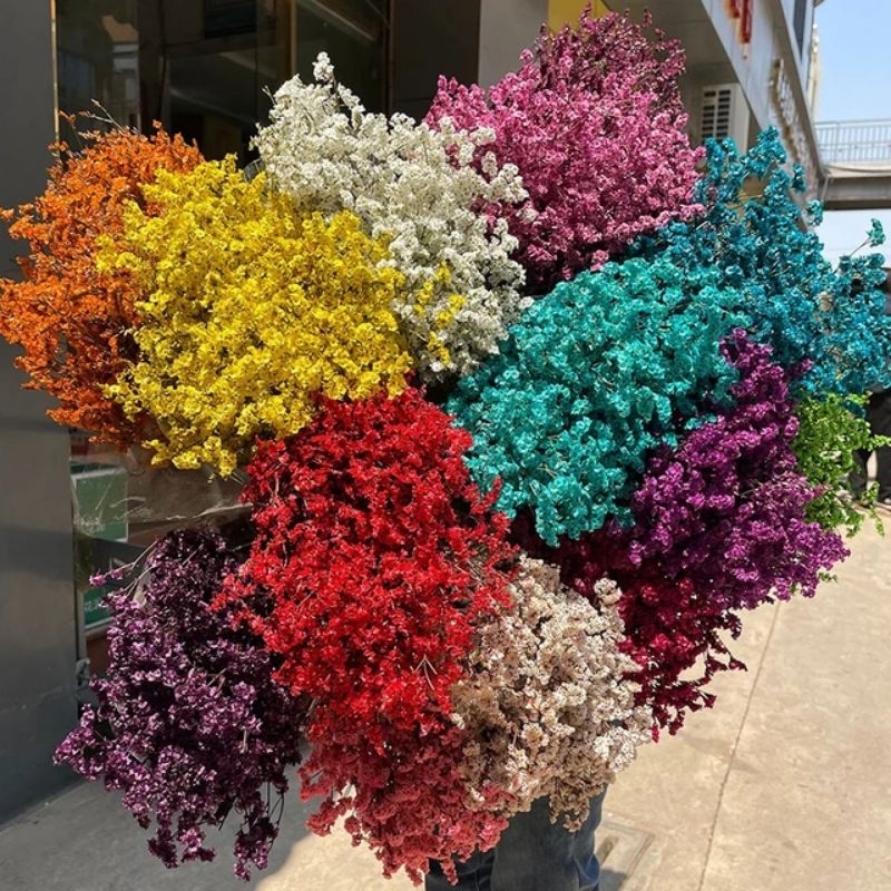 Dried Caspia (2-3 stems) Preserved Real Misty Flower Gift Wedding Party ...