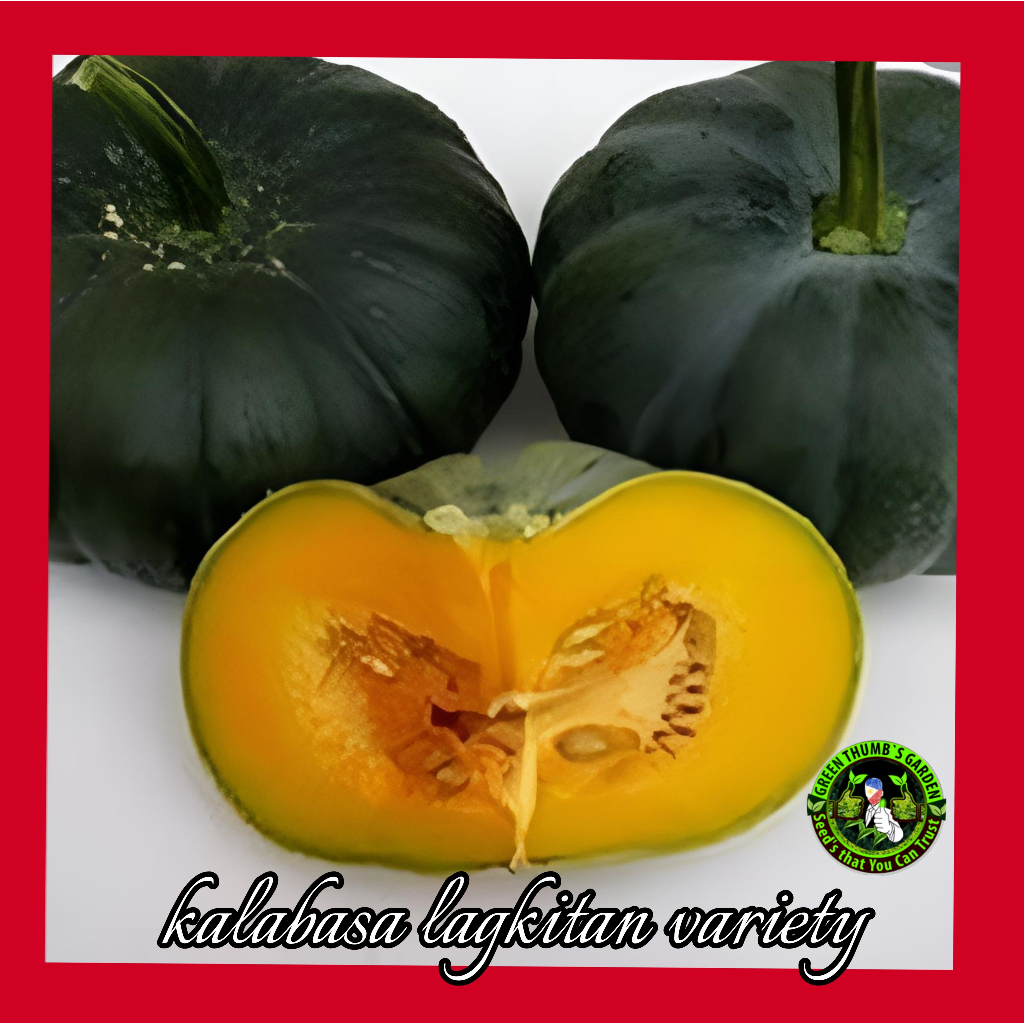 KALABASA SEED`S "SQUASH" LAGKITAN NATIVE VARIETY | Shopee Philippines