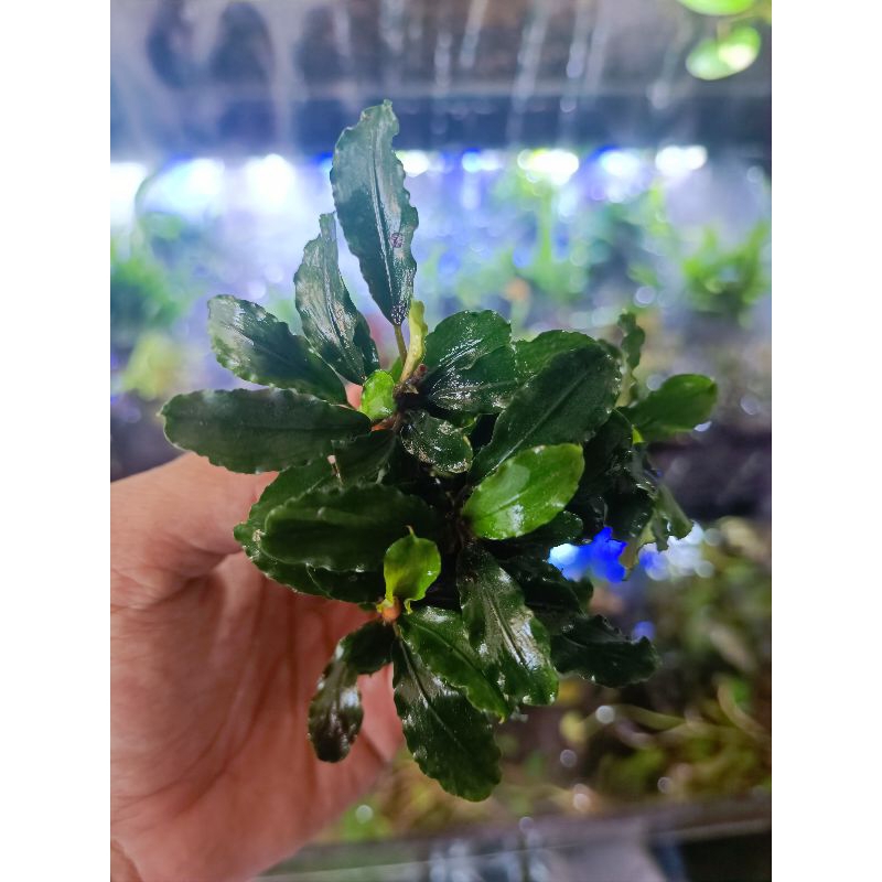 BUCEPHALANDRA MINI PHANTOM | Shopee Philippines