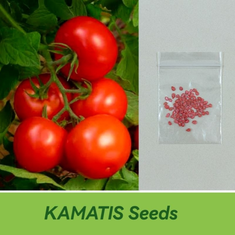KAMATIS Seeds (Diamante Max F1) | Shopee Philippines