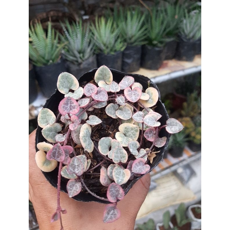 variegated string of hearts | Shopee Philippines